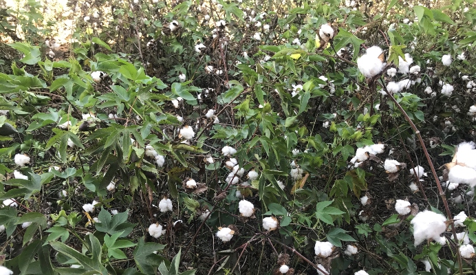 Amalia Home Collection has flown to Egypt and landed on a cotton field ...